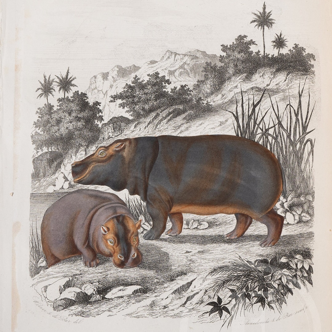 1855 Hippopotamus - Original Litho From "histoire Naturelle Des ...