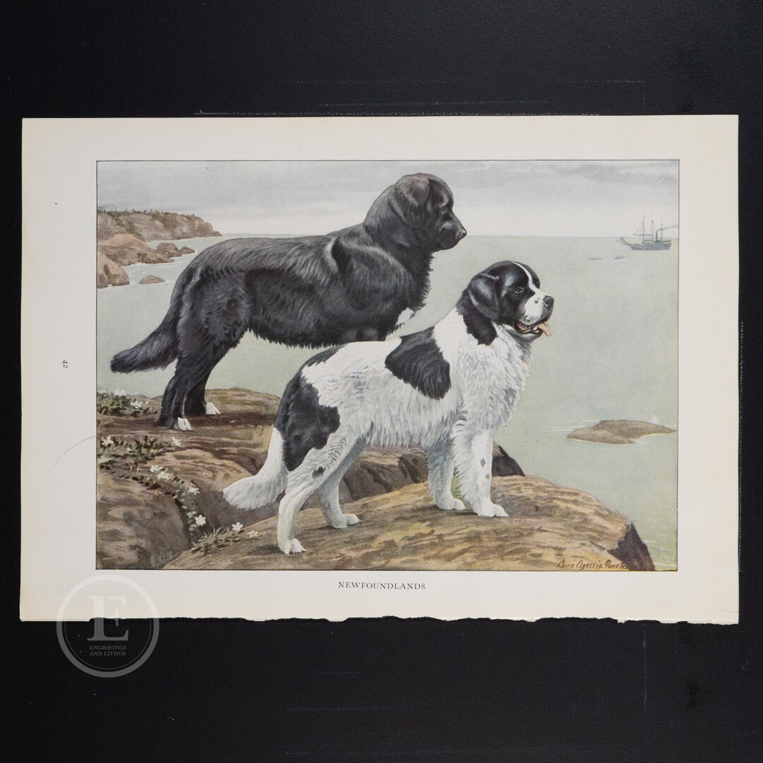 1919 NEWFOUNDLAND DOGS - Original Vintage Lithography From the Book of ...