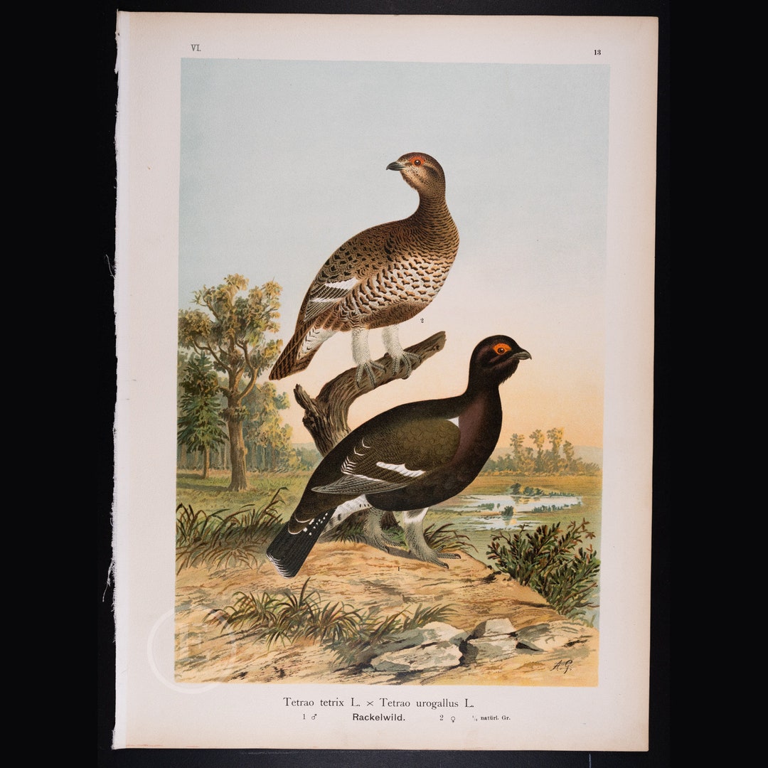 1897 - Hybrid of Black Grouse and Capercaillie – Naumann Ornithological ...