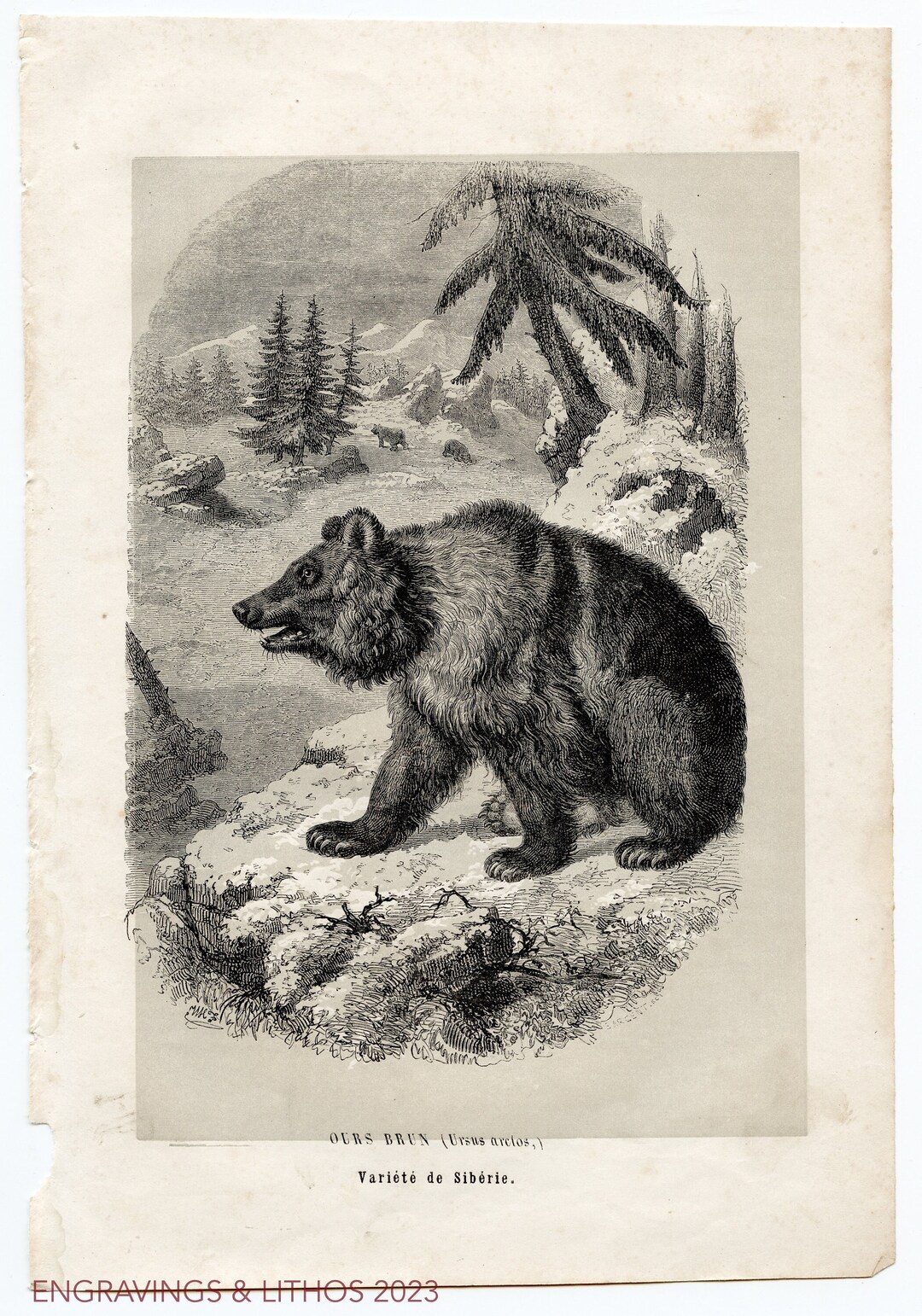 1855 Siberian Brown Bear - Original Litho From "histoire Naturelle Des ...