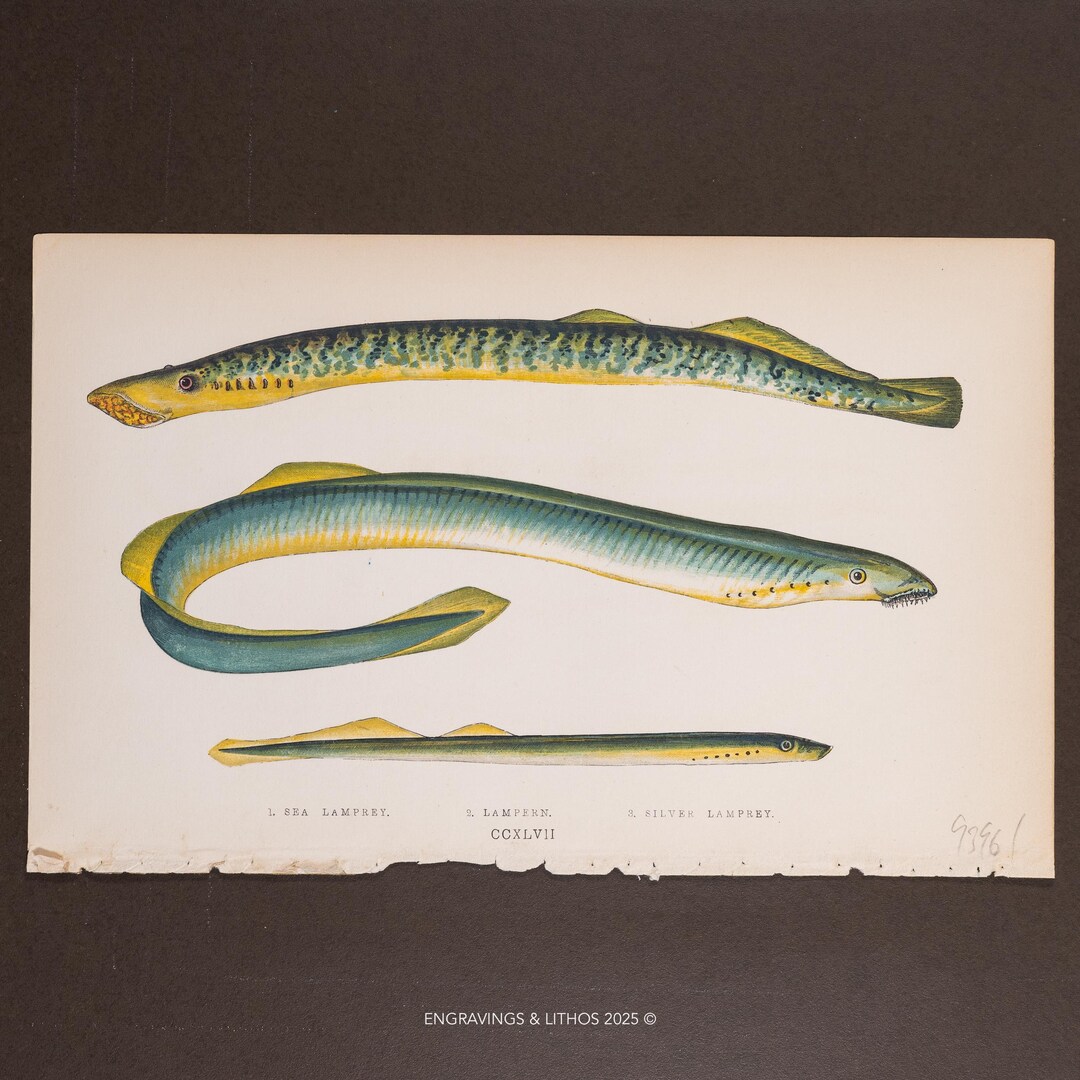 Sea and Silver LAMPREYS / LAMPERN - Lithograph 1884, London for ...