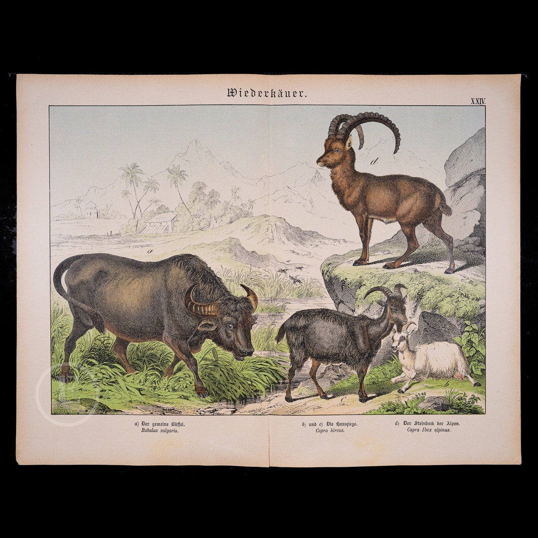 1872 Ruminants: Water Buffalo, Alpine Ibex and Goats - Original Very ...