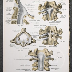 Sternum, Atlanto-occipital Joint, Alar Ligaments / Human Anatomy ...