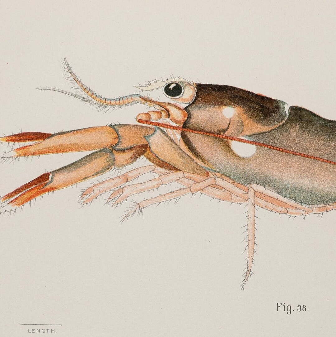 Lobster Sixt Stage of Life Cycle - 1895 / Original Old Print - Very ...