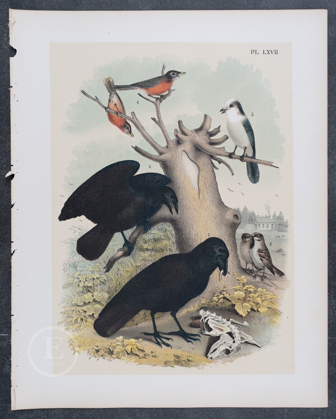Rave, Crow, Jay, Robin, Sparrow Birds . Original Chromolithograph 1878 ...