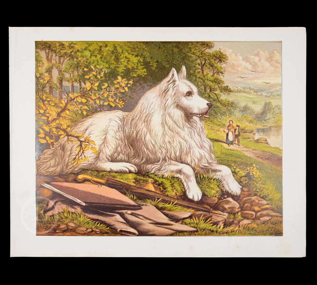 1872 Samoyed Dog / Original Plate From "les Animaux Domestiques" Book ...