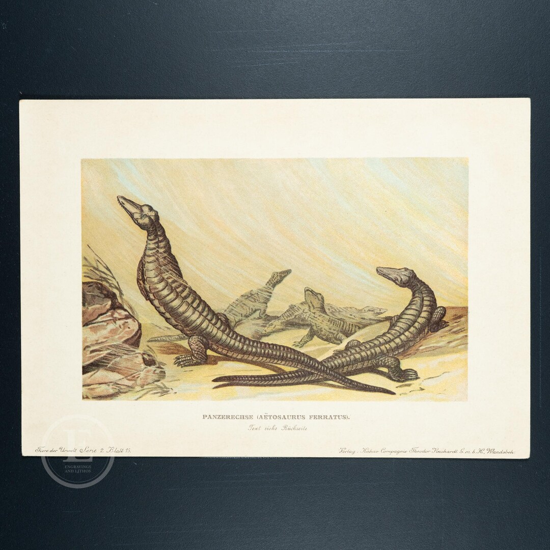 1902 AETOSAURUS FERRATUS, Small Reptile From the Late Triassic ...