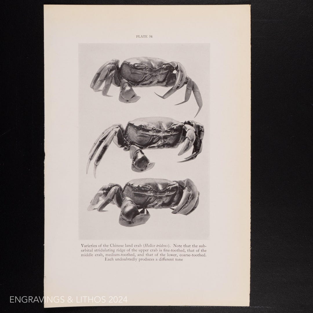 Varieties of the CHINESE LAND CRAB - Original Vintgae Print Circa 1935 ...