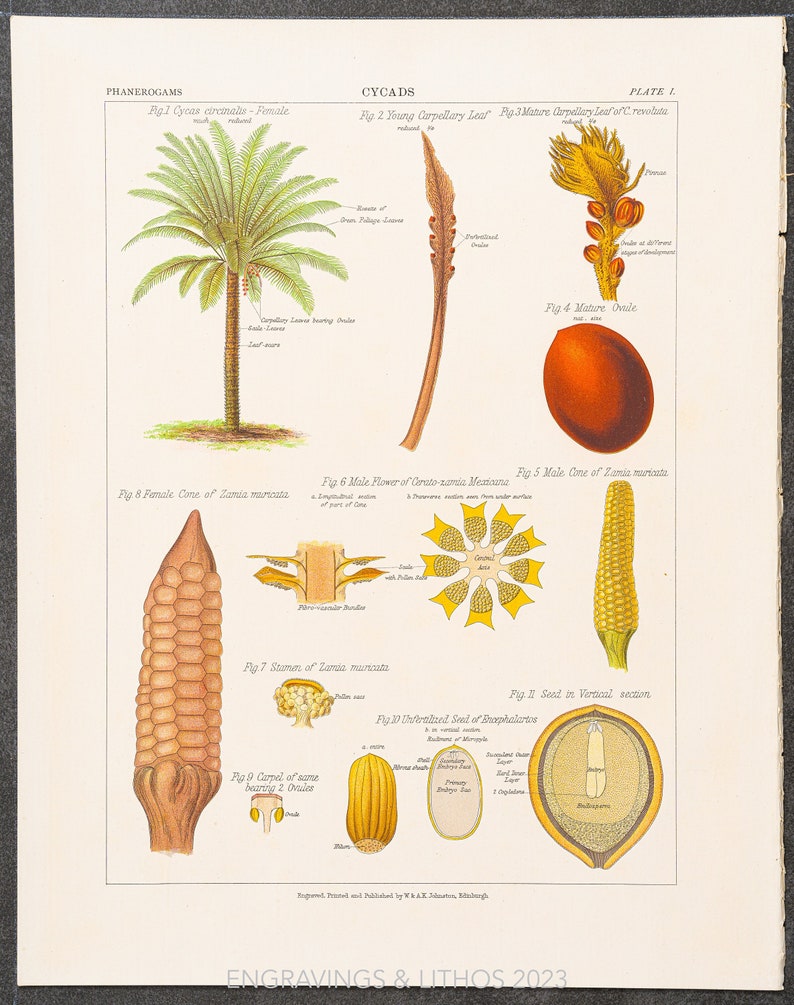 VERY RARE! - Cycades - Original Print Out of the Botanical Atlas by D M ...