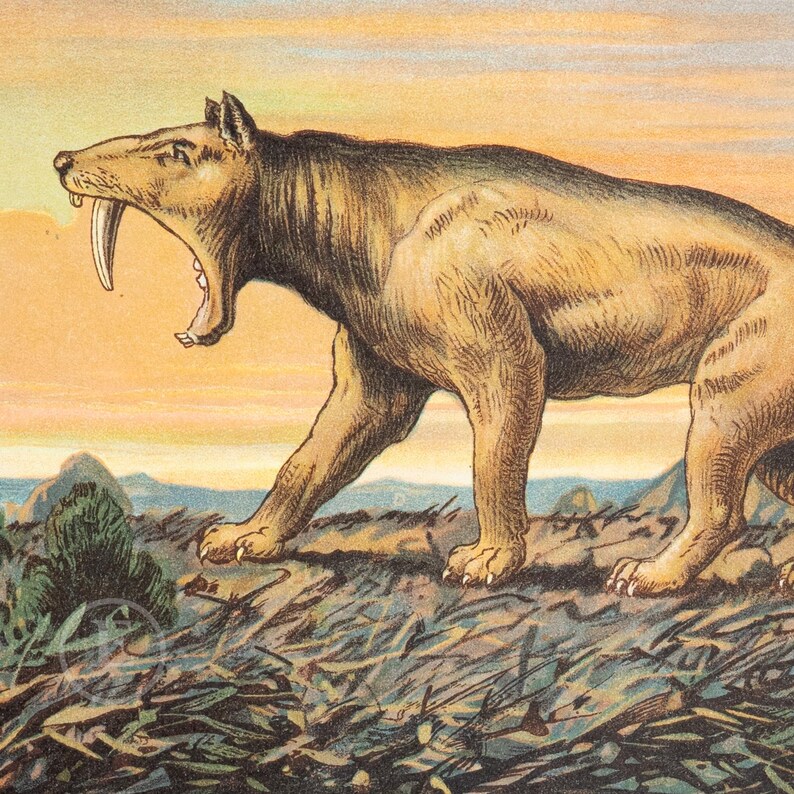 1902 KNIFE TOOTH CAT, Machairodus From the Miocene Epoch - Vintage ...