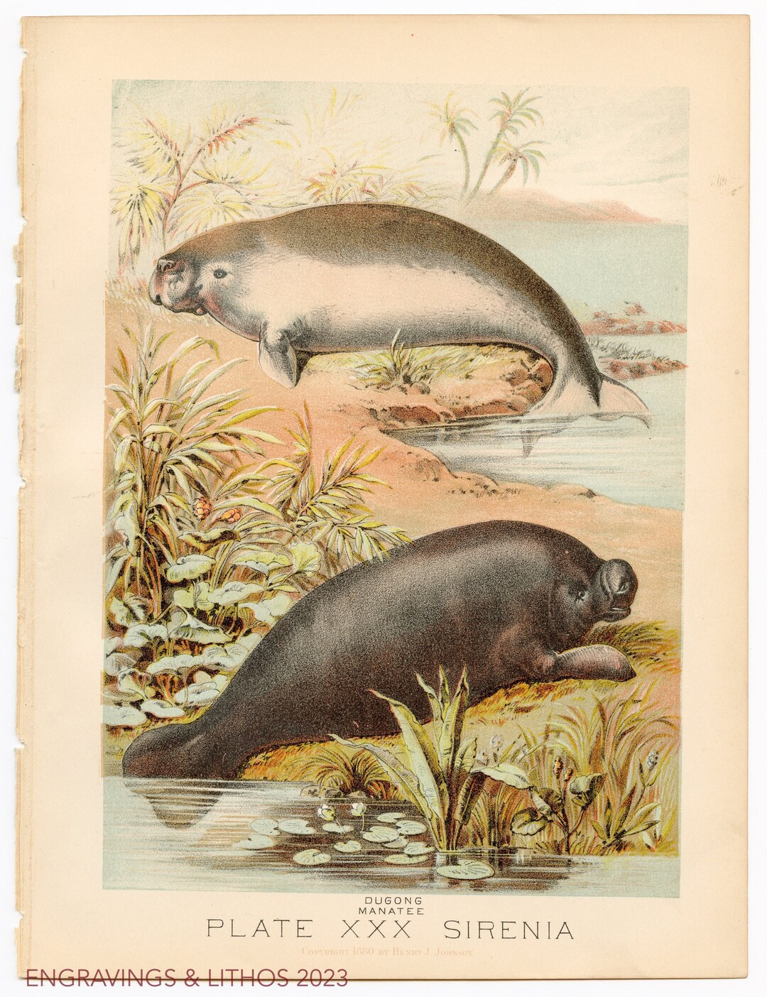 Dugong and Manatee - Original Litho From "johnson's Book" 1880 - Very ...
