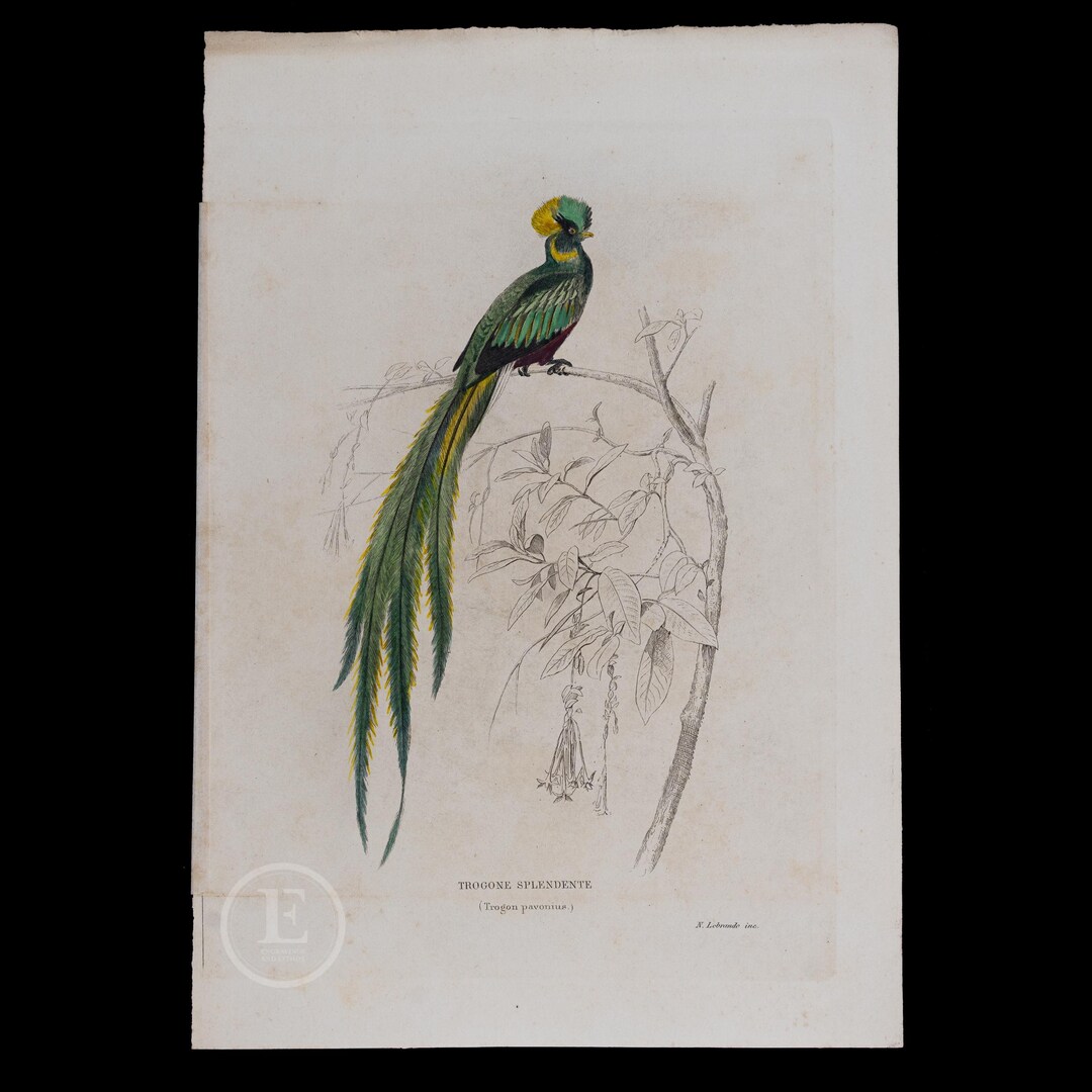 1877 RESPLENDENT QUETZAL - Hand-colored Steel Engraving From “opere ...