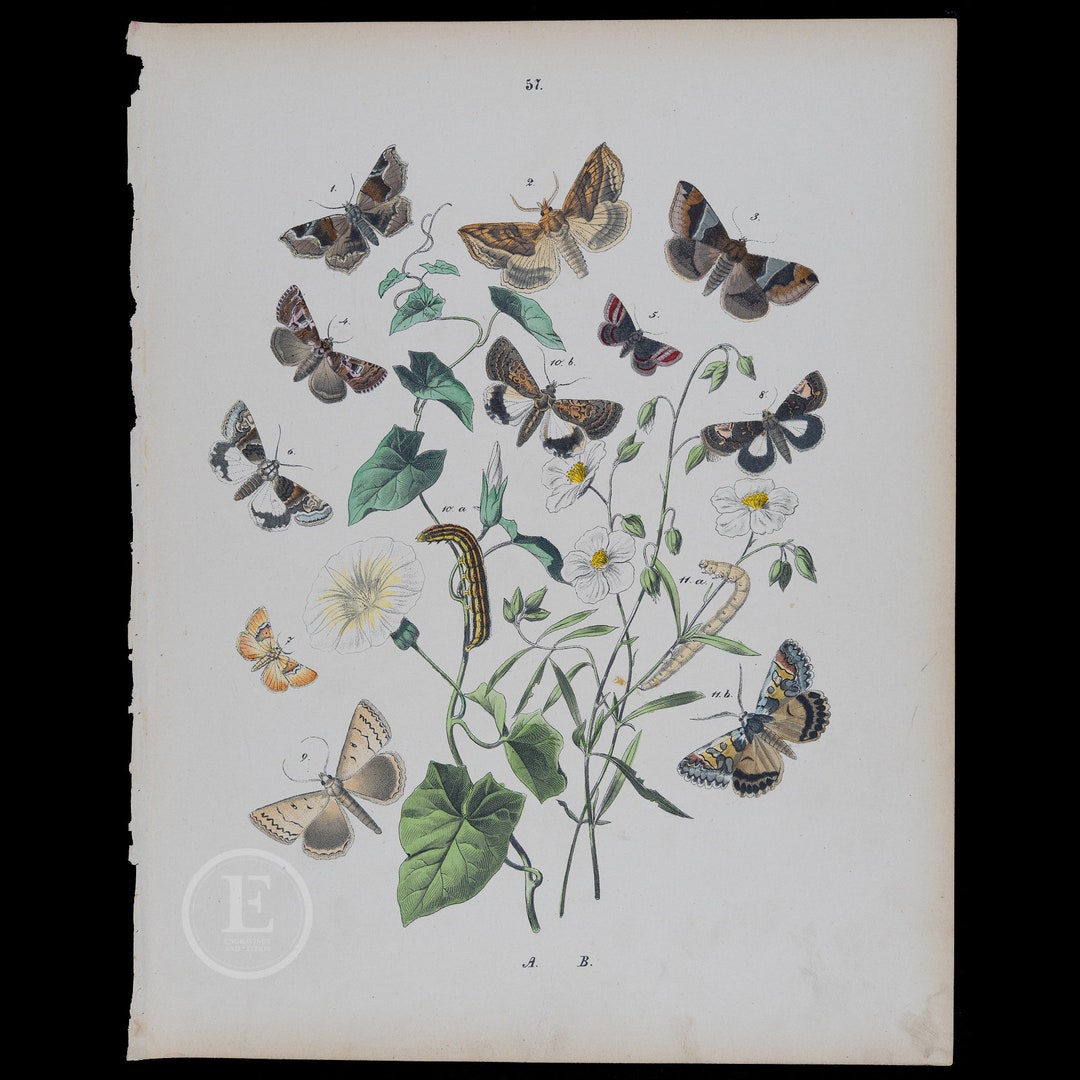 Owlet Moths - Very Rare Plate From 1882 of European Butterflies and ...