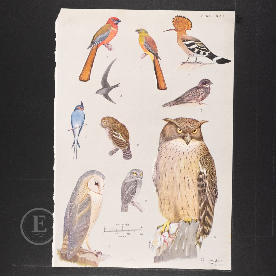 Trogons, Hoopoe, Swifts, Nightjar, Barred Owlets, Barn Owls - Original ...