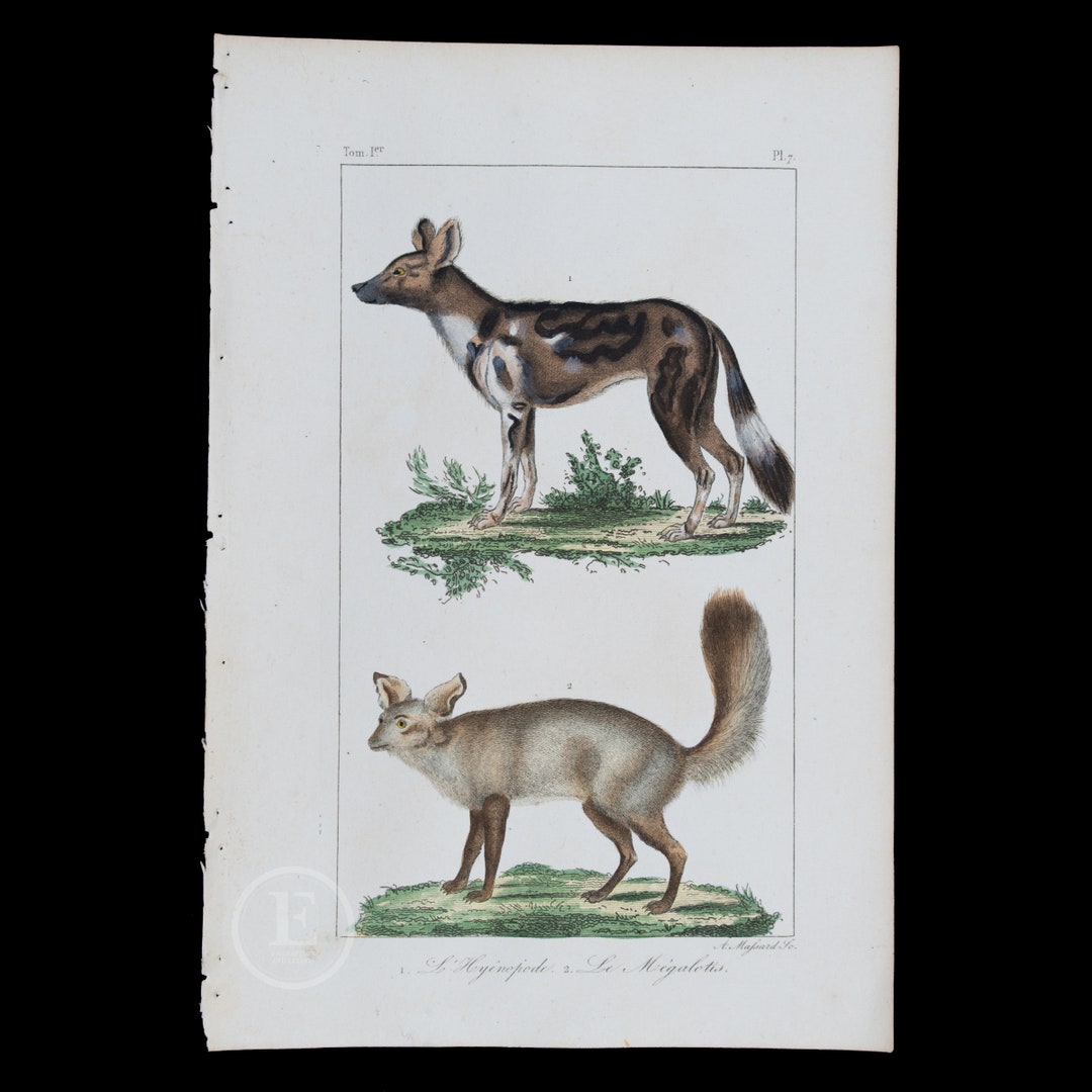 1829 - Hyena and Bat-eared Fox / Authentic Steel Engraving From Oeuvres ...