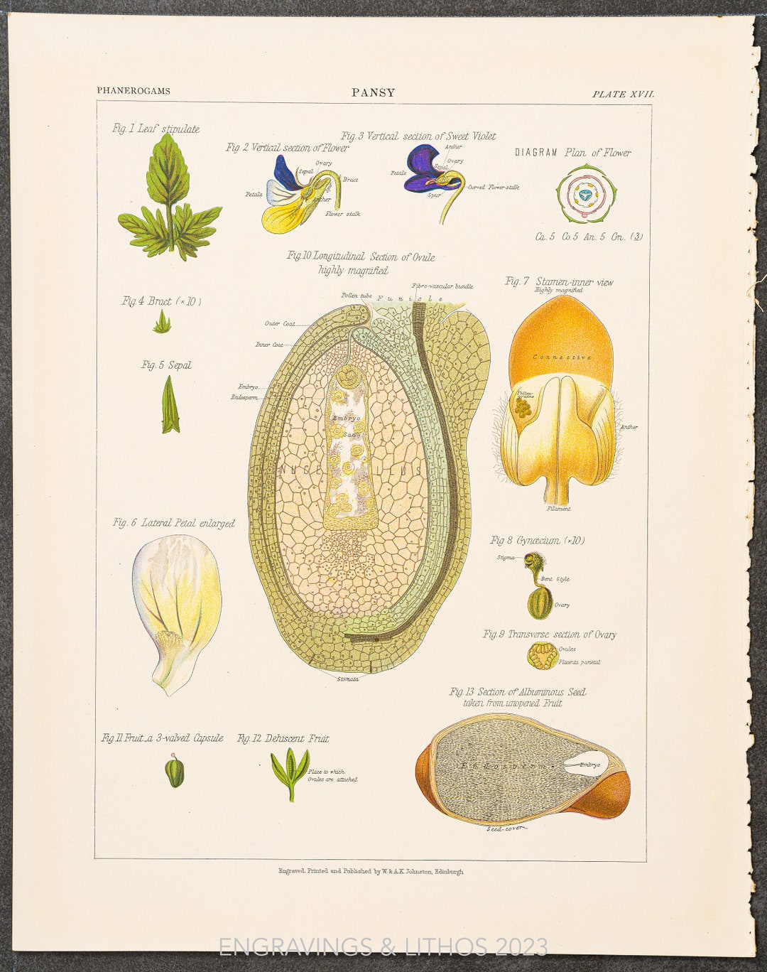 Pansy - Original Print Out of the Botanical Atlas by D M'alpine - NY ...