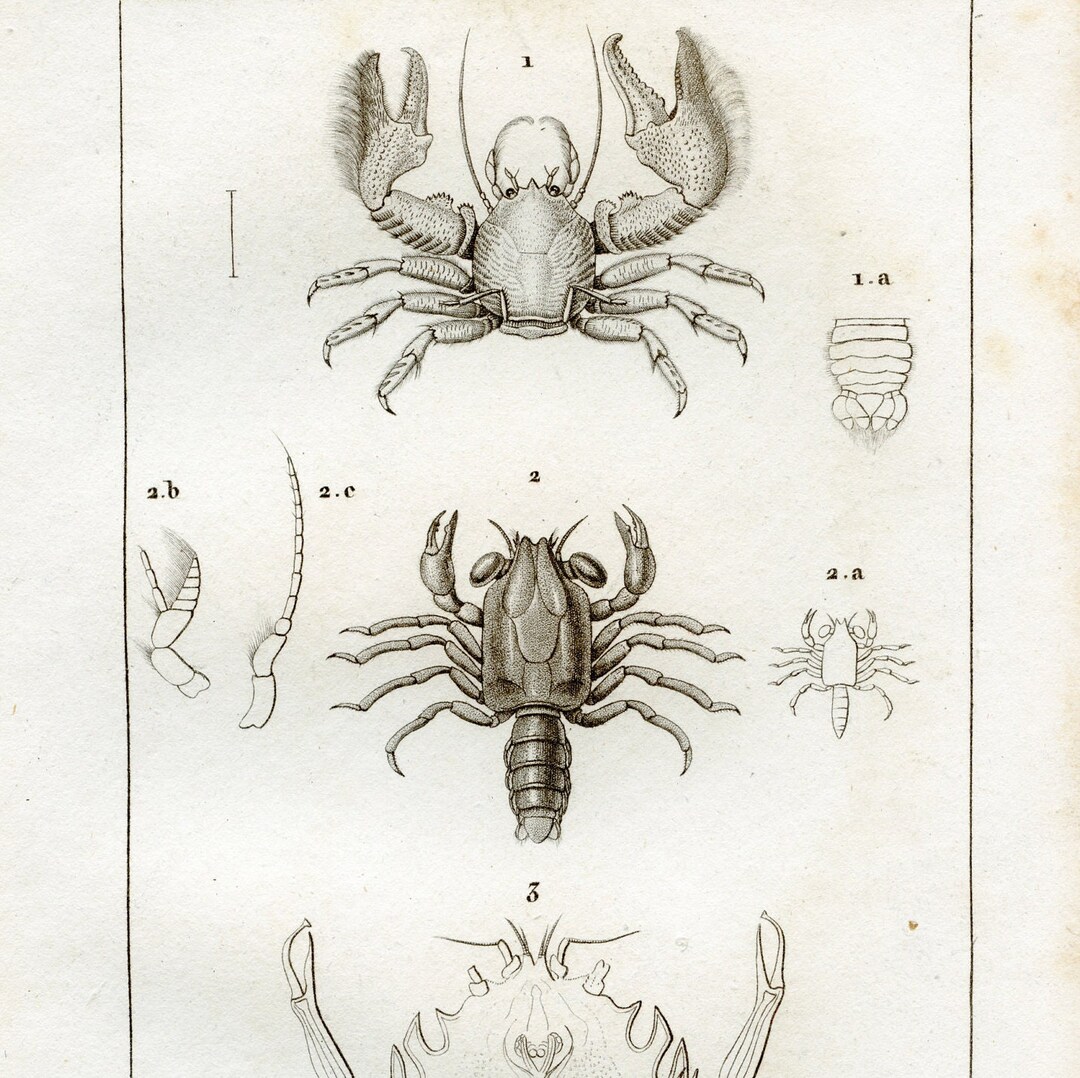 1825 -porcelain Crab, Smooth Butterfly Ray, Eryon / Very RARE Engraving ...