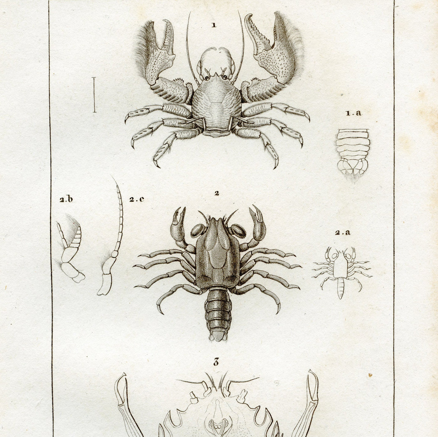 1825 -porcelain Crab, Smooth Butterfly Ray, Eryon– Antique Crustacean ...