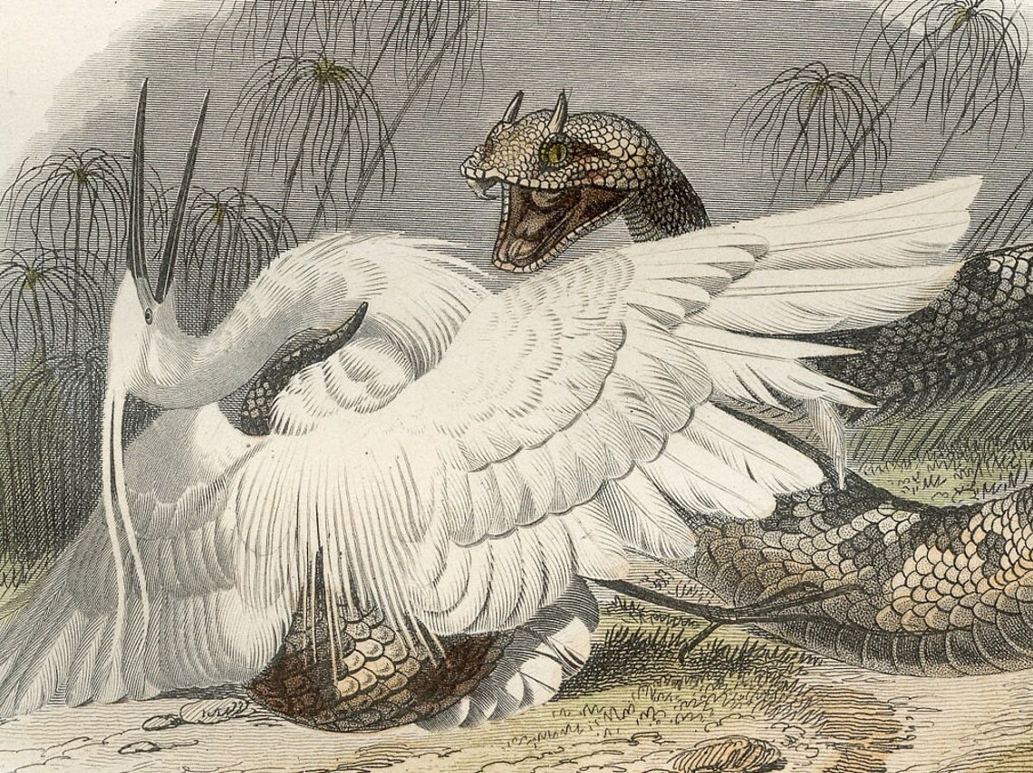 Common Viper and Horned Desert Viper - Hand-colored HARD TO FIND Plate ...