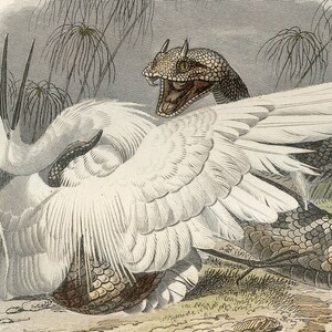 Common Viper and Horned Desert Viper - Hand-colored HARD TO FIND Plate ...