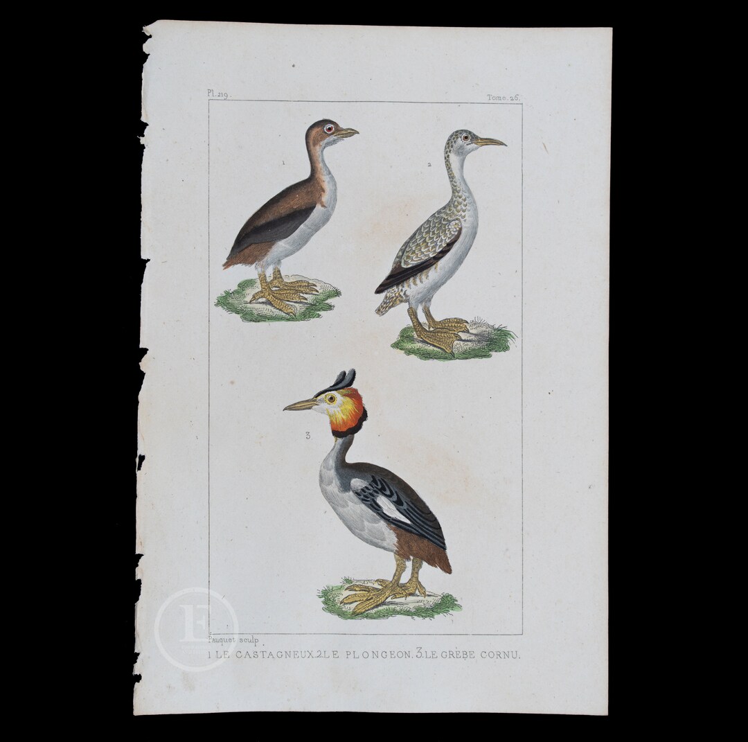 1829 - Chestnut-bellied Bird, Great Northern Diver and Horned Grebe ...