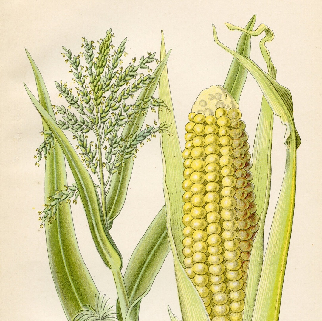 Maize - Corn Cob / Chromolithograph - Rare/original From "leerboek Der ...