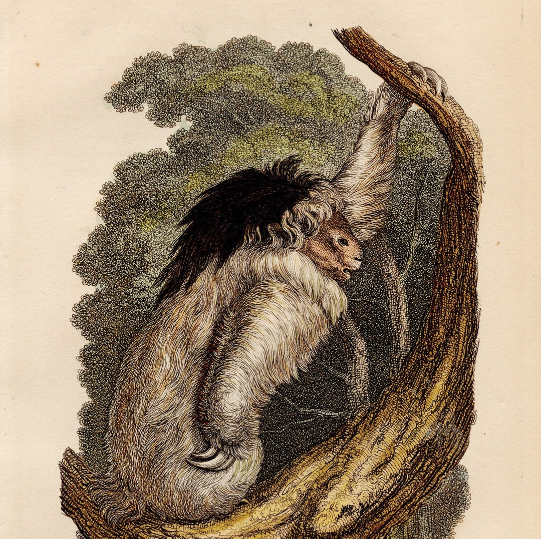 Three-toed Sloth, Var.- Original Engraving From a Nature French Book of ...