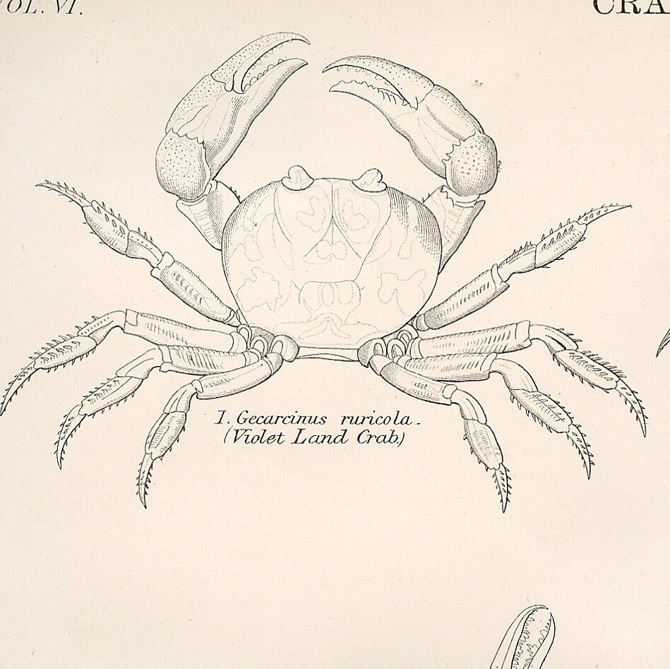 1870 Land Crab Masked Crab Hermit Crab Sentinel Crab - Etsy
