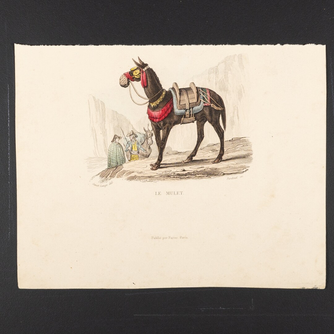 The Mule / Authentic Steel Engraving and Hand-colored Vignettes De ...