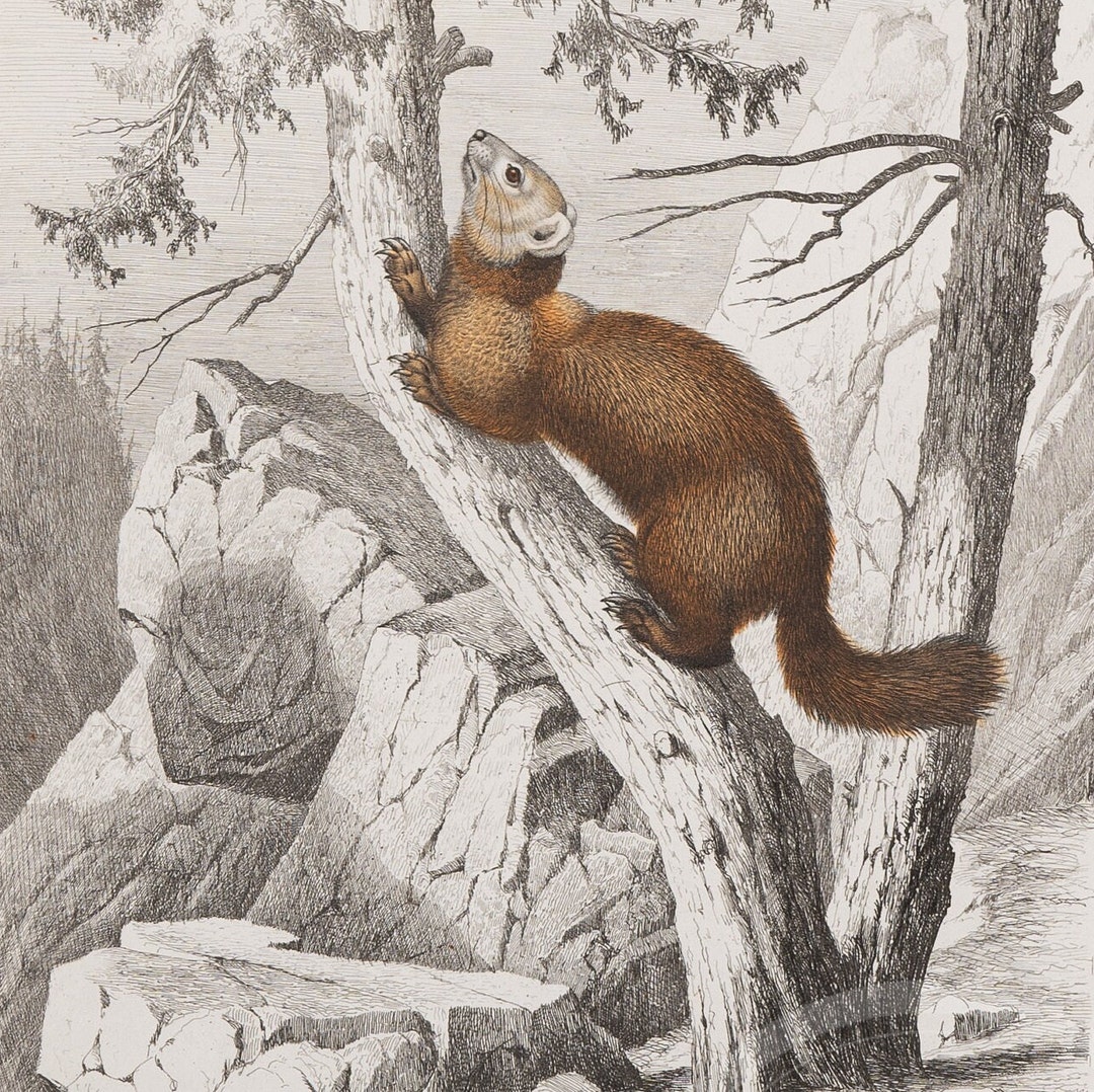 1855 Sable Marten - Original Litho From "histoire Naturelle Des ...
