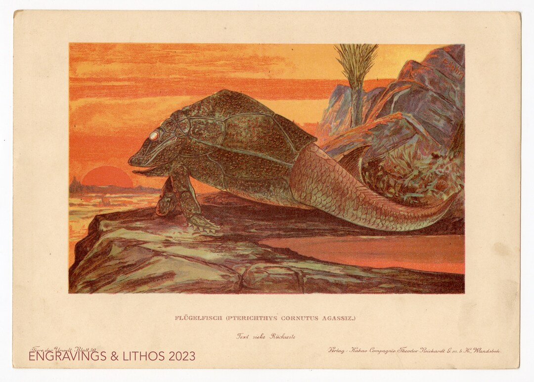 1902 Pterichthys: Flying Fish -vintage Print From Tiere Der Urwelt ...