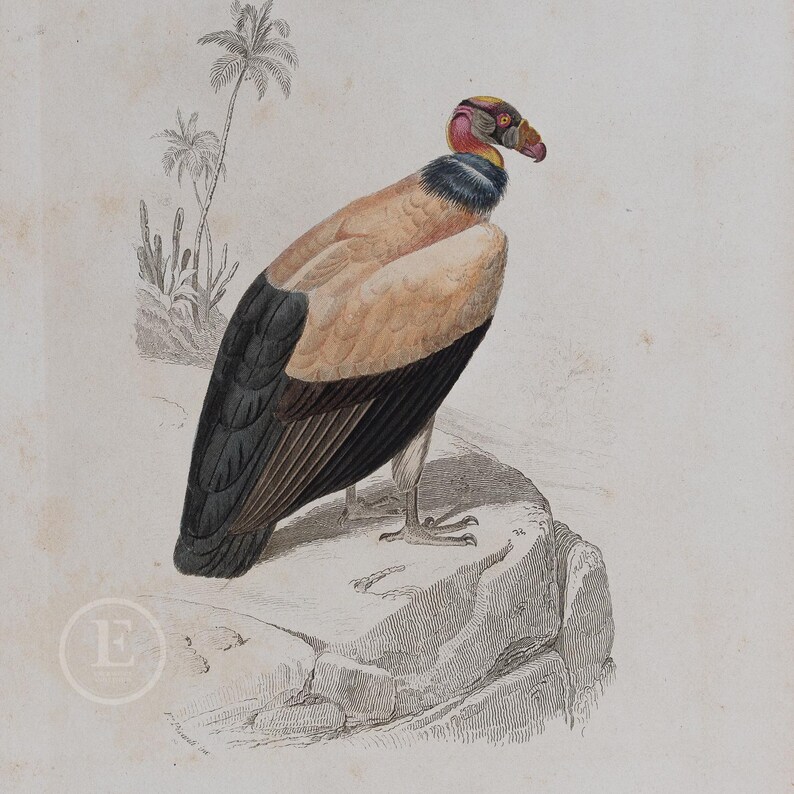 1878 KING OF VULTURES - Hand-colored Steel Engraving From “opere ...