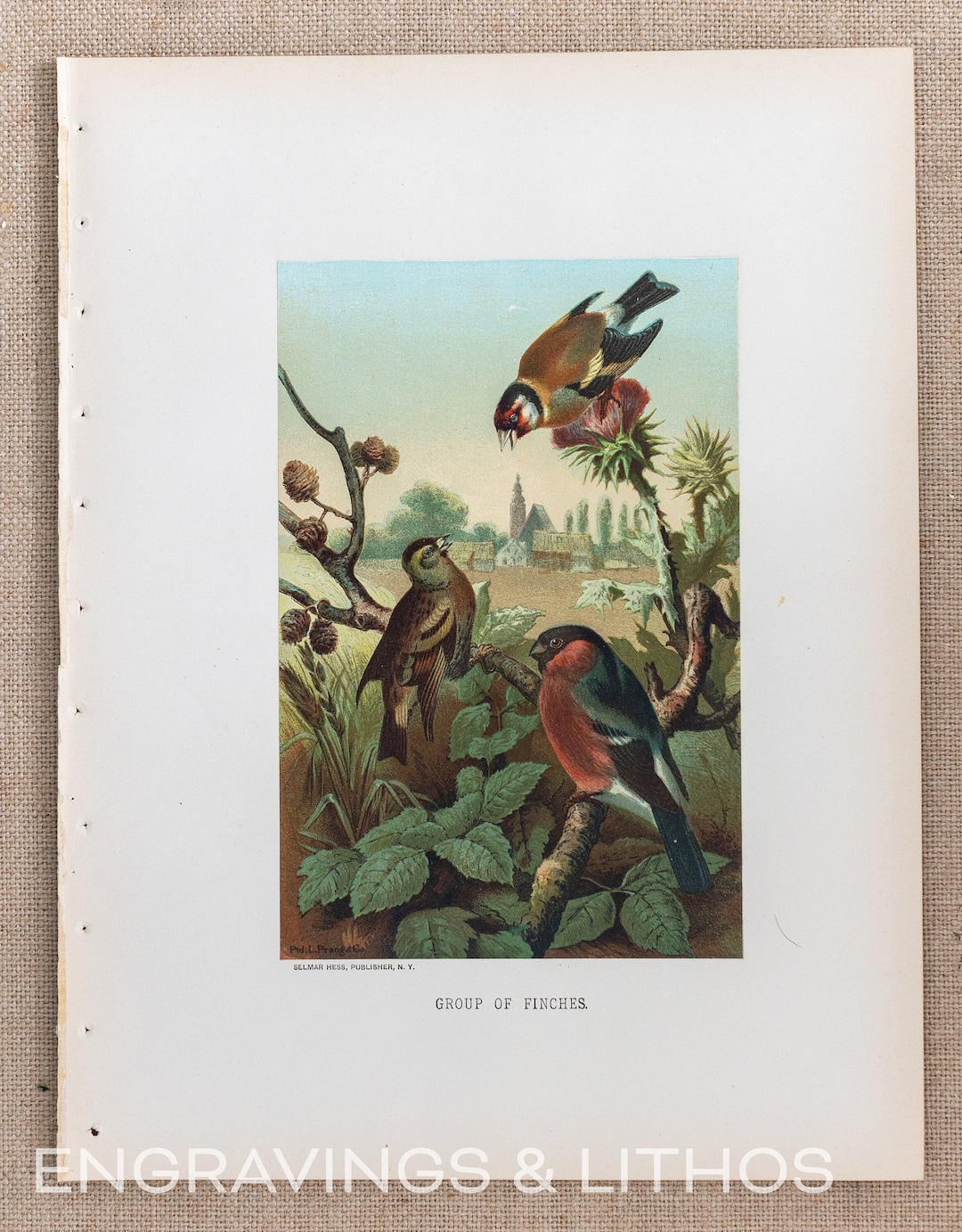 Group of Finches Original Lithography Out of animate Creation: Our ...