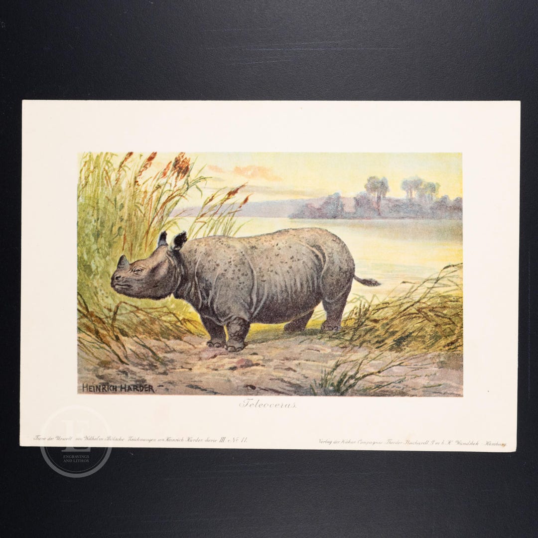 1911 TELEOCERAS, Extinct Rhinoceros From the Miocene Epoch - Original ...