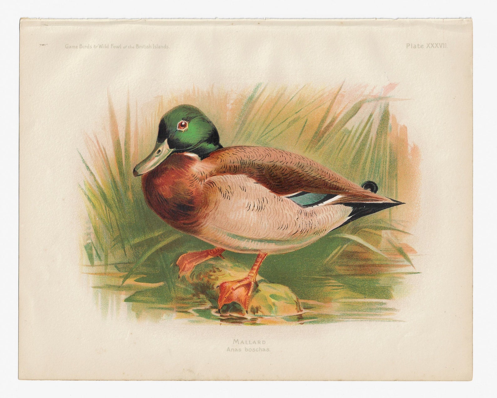 Mallard - Exquisite Plate - RARE ORIGINAL PRINT From the Game Birds and ...