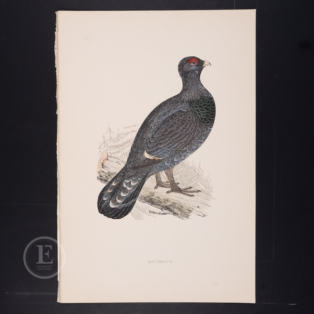 Capercaille - British Birds - Original Steel Engraving HAND COLORED ...