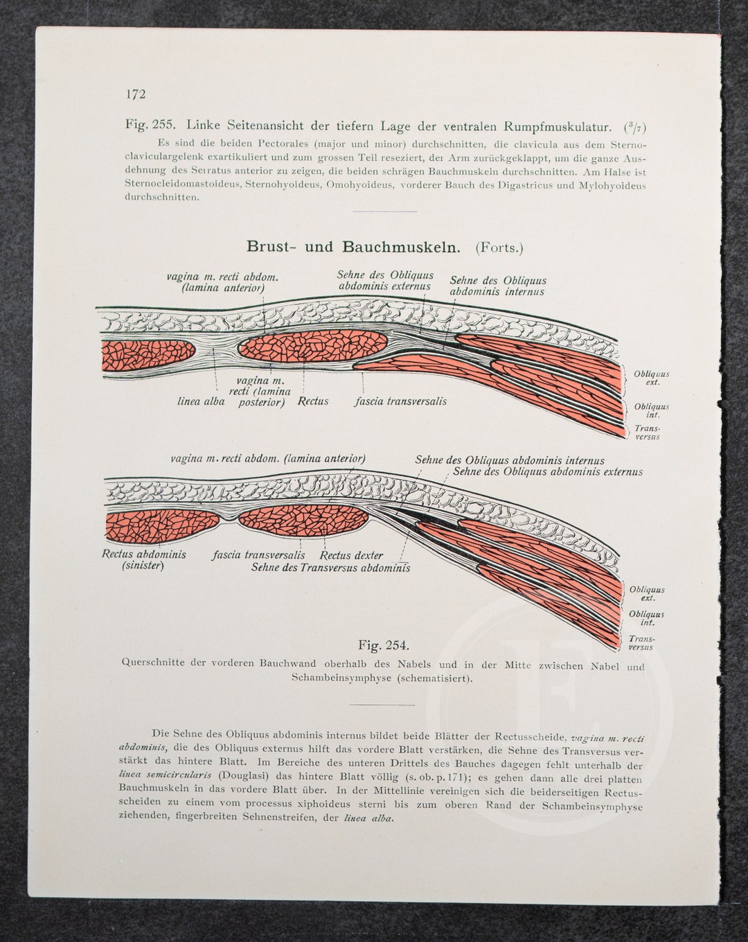 Cross Section of Chest and Abdominal Muscles / Human Anatomy - Etsy