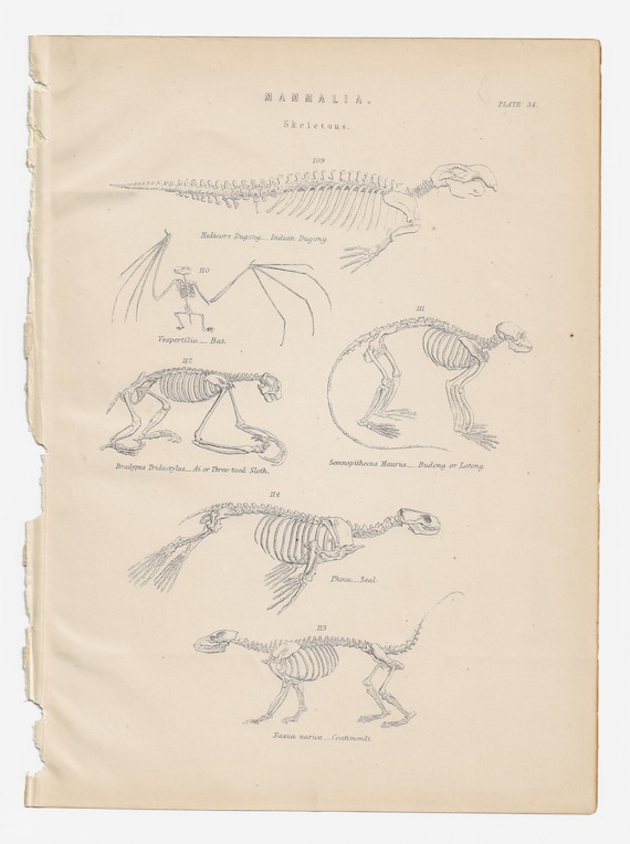 Skeleton of Seal Bat Indian Dugong Coatimondi Exquisite - Etsy