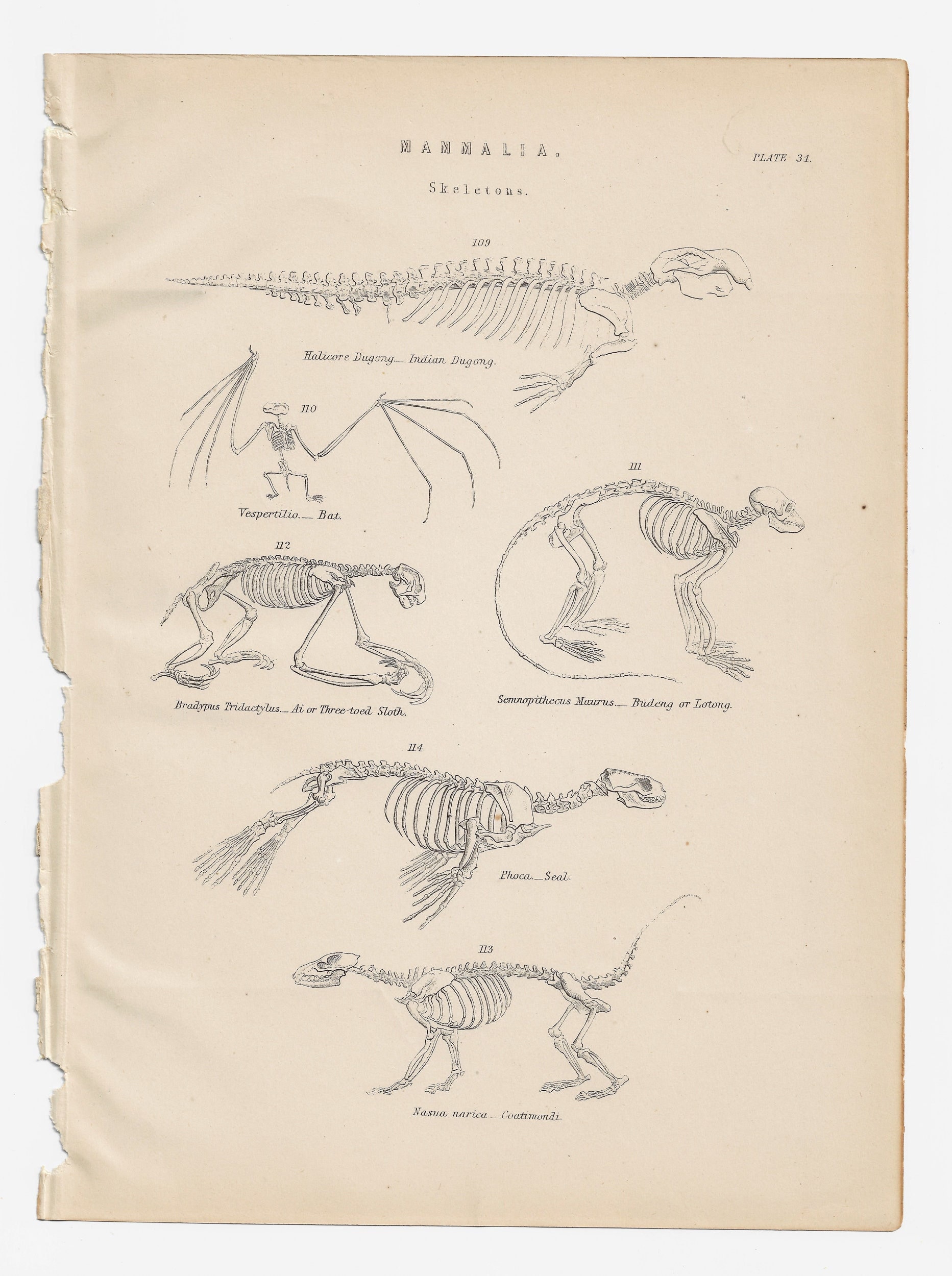 Skeleton of Seal Bat Indian Dugong Coatimondi Exquisite - Etsy