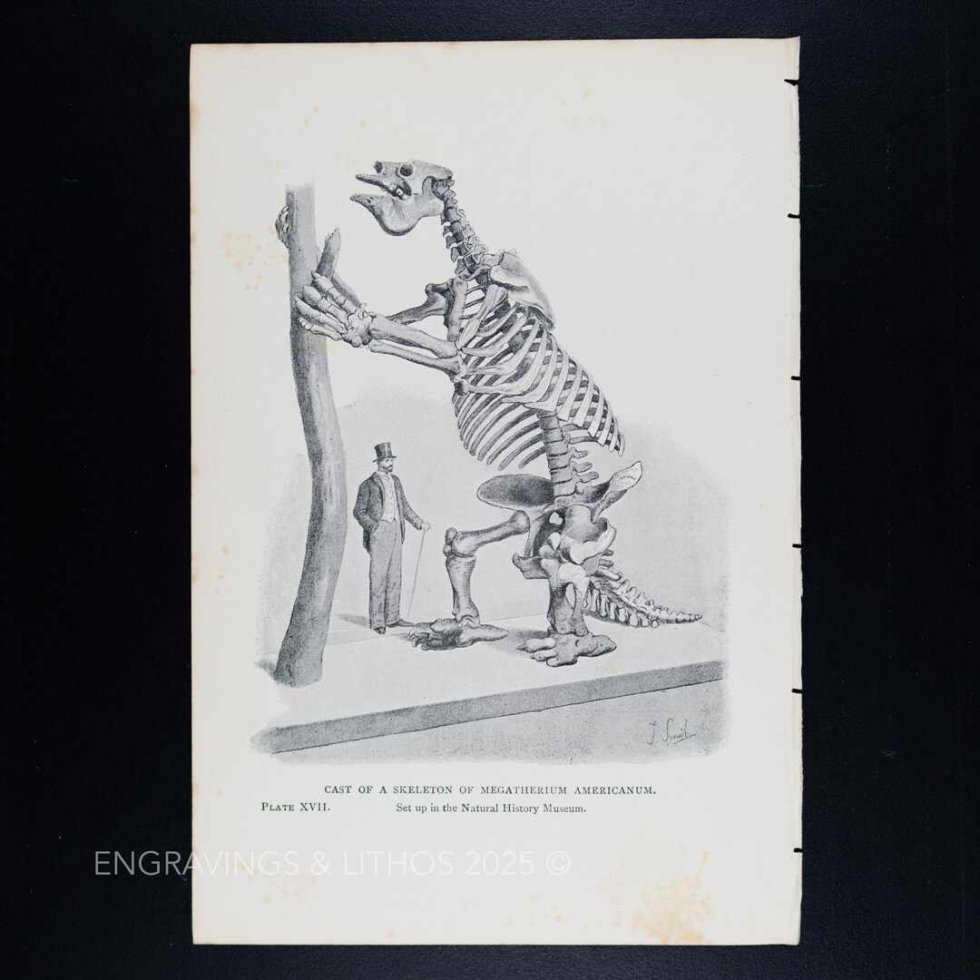 1897 MEGATHERIUM SKELETON DISPLAY (natural History Museum) – Extinct ...