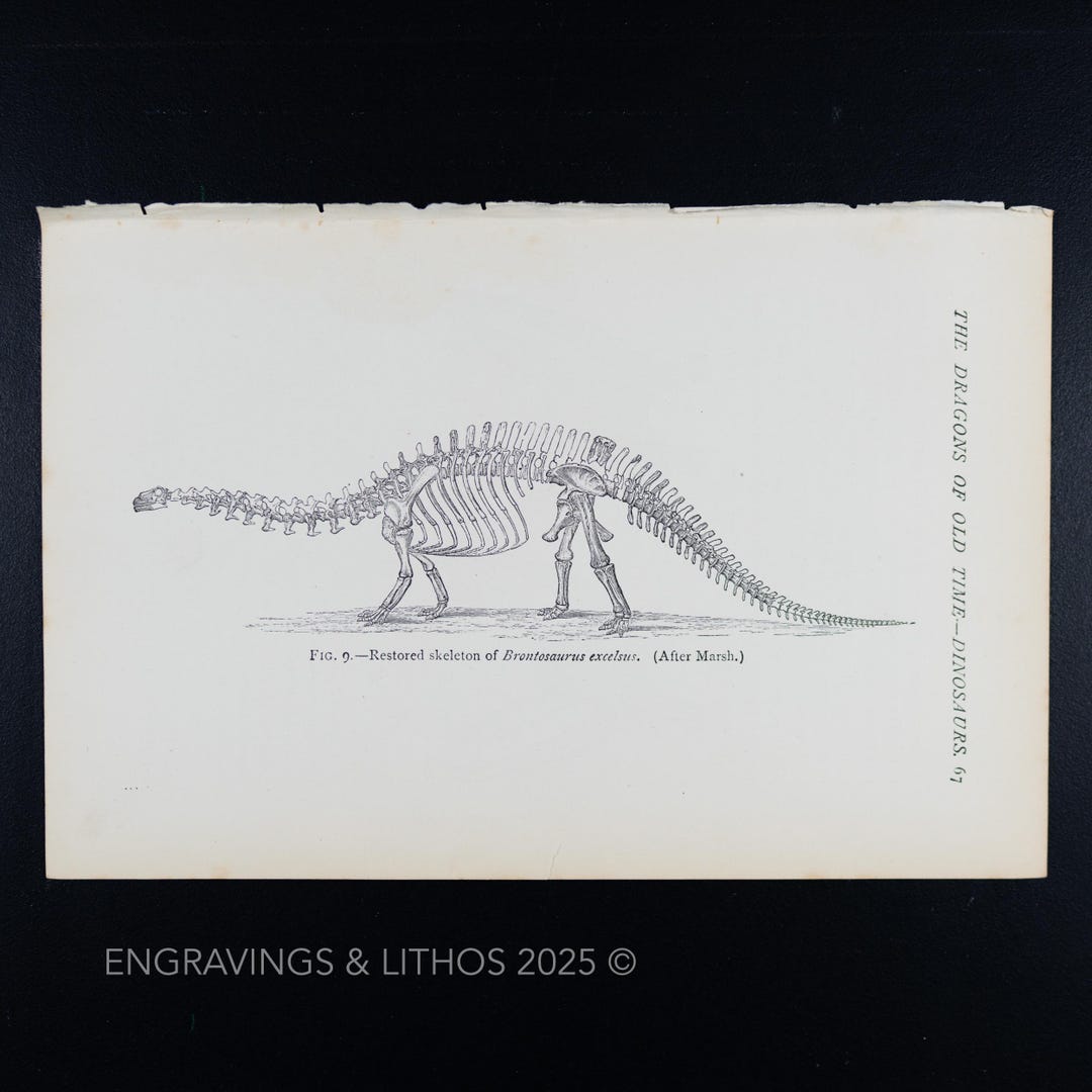 1897 BRONTOSAURUS SKELETON (brontosaurus Excelsus) – Vintage Dinosaur ...