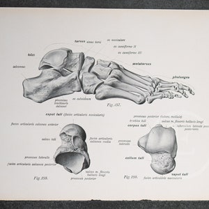 Metatarsal Bones / Tarsal Bones / Human Anatomy Descriptive Anatomy ...