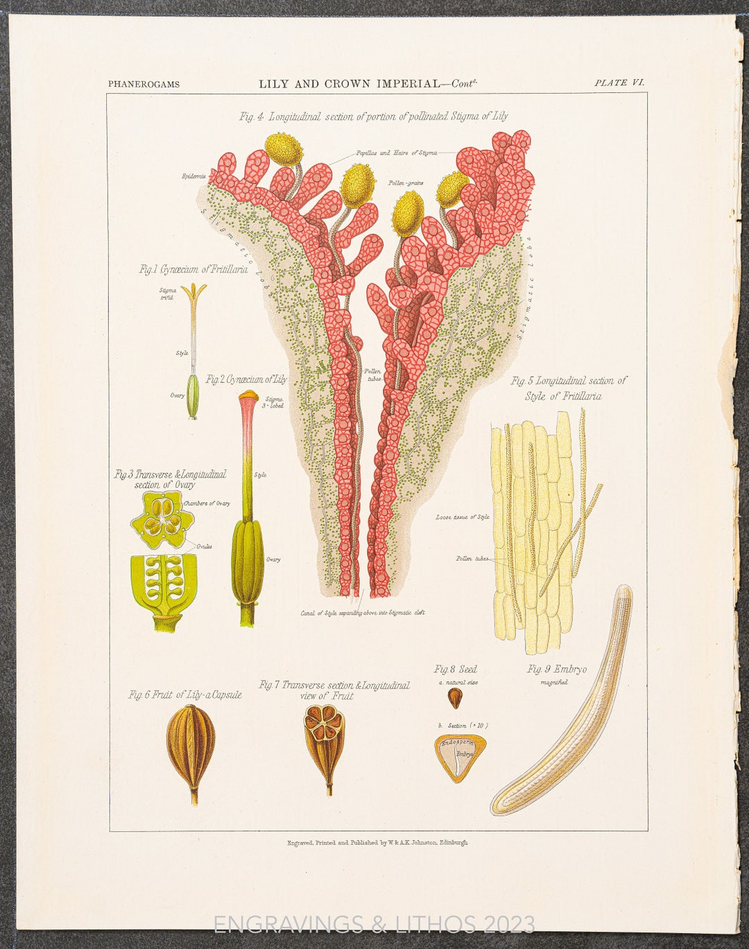 Lily and Crown Imperial - Original Print Out of the Botanical Atlas by ...