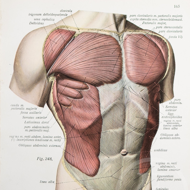 Superficial and Deep Chest Muscles / Abdominal Oblique Muscle / Human ...