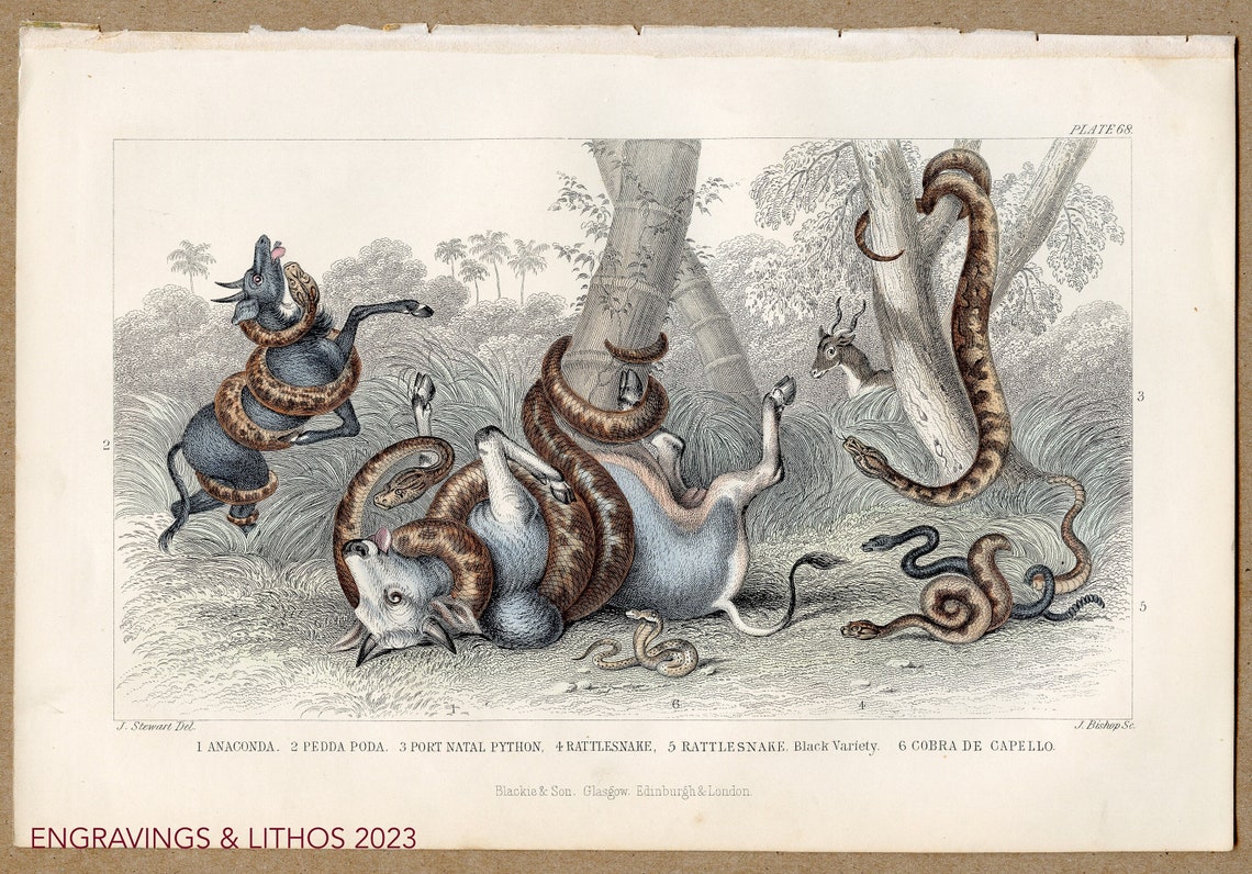 Snakes: Anaconda Python Cobra Rattlesnake Rare Original - Etsy