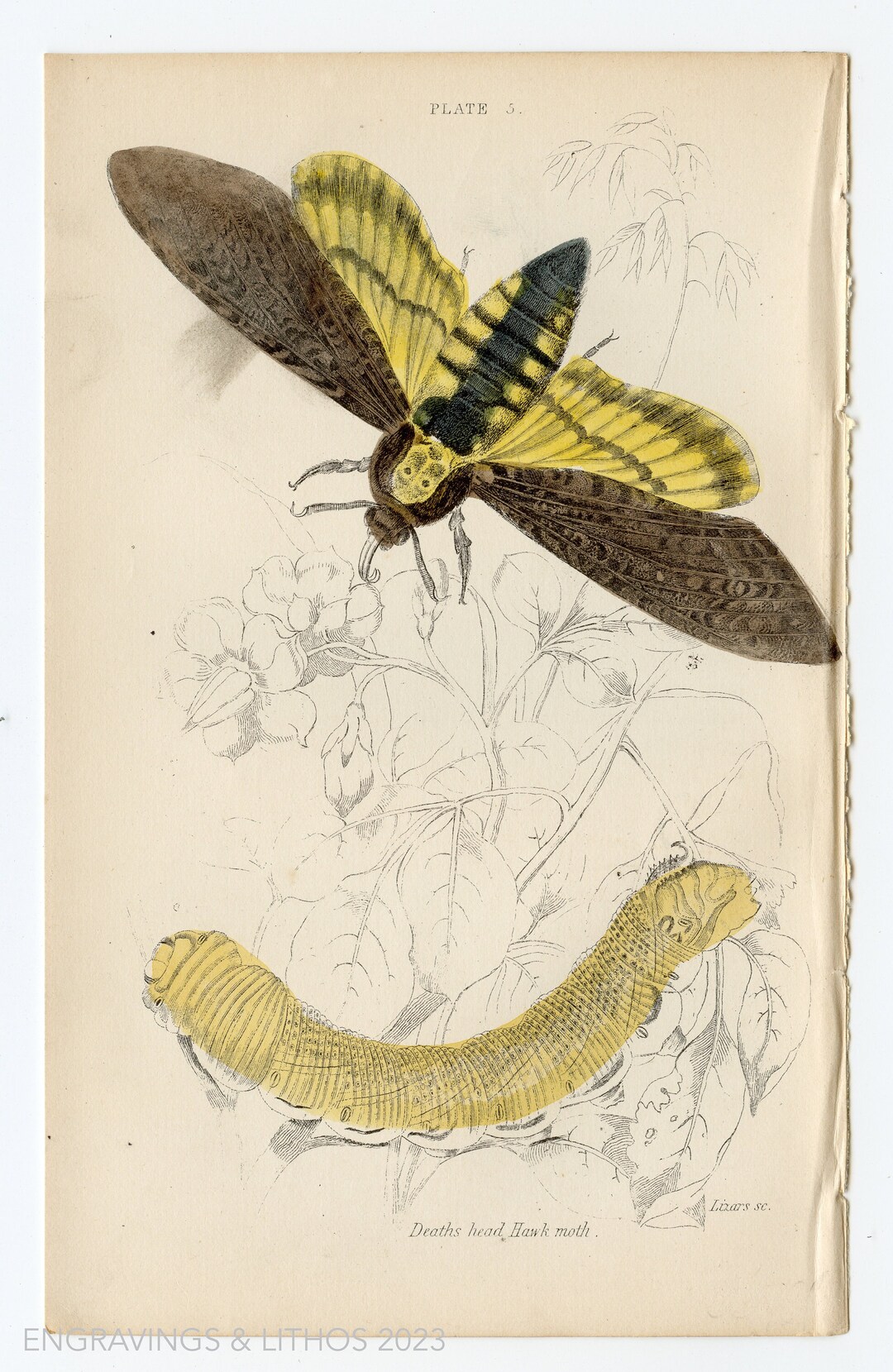 Deaths Head Hawk Moths - Rare Hand-colored From "the Naturalist's ...