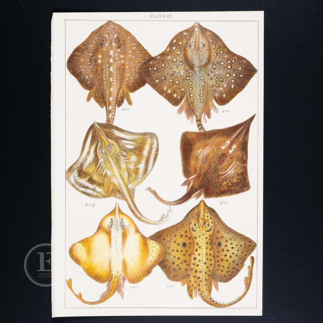 Rajidae: Starry and Long-nosed Skate, Shagreen, Painted and Spotted Ray ...