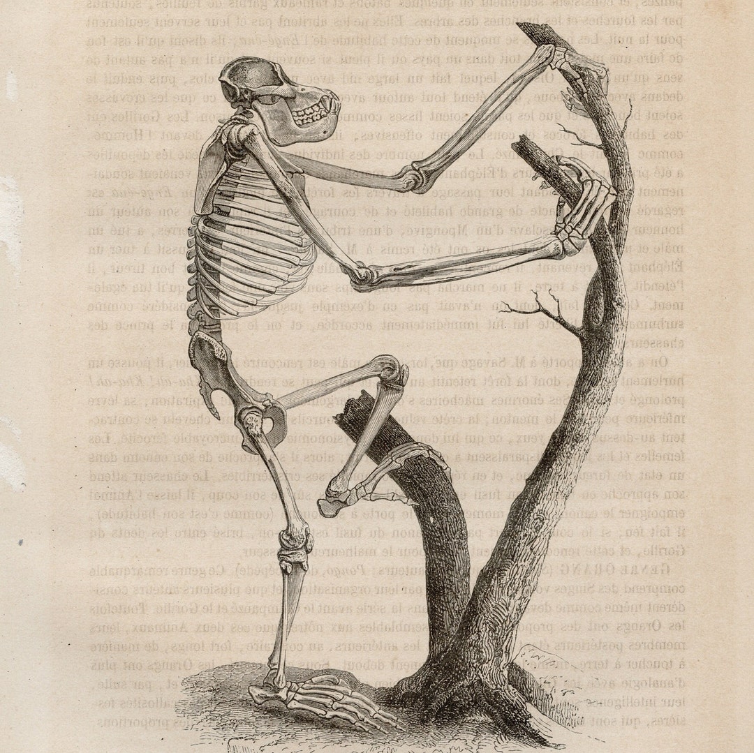 Adult Orangutan Skeleton original Litho From histoire - Etsy
