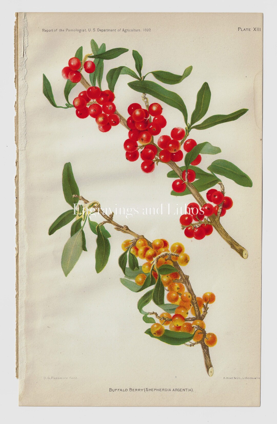 Buffalo Berry - ORIGINAL PRINT Out of the Book "yearbook of the U.S ...