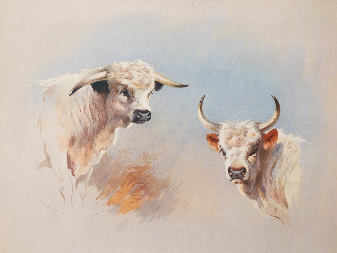 Charley Bull and Chilling-ham Bull - Vintage Print From the Book ...
